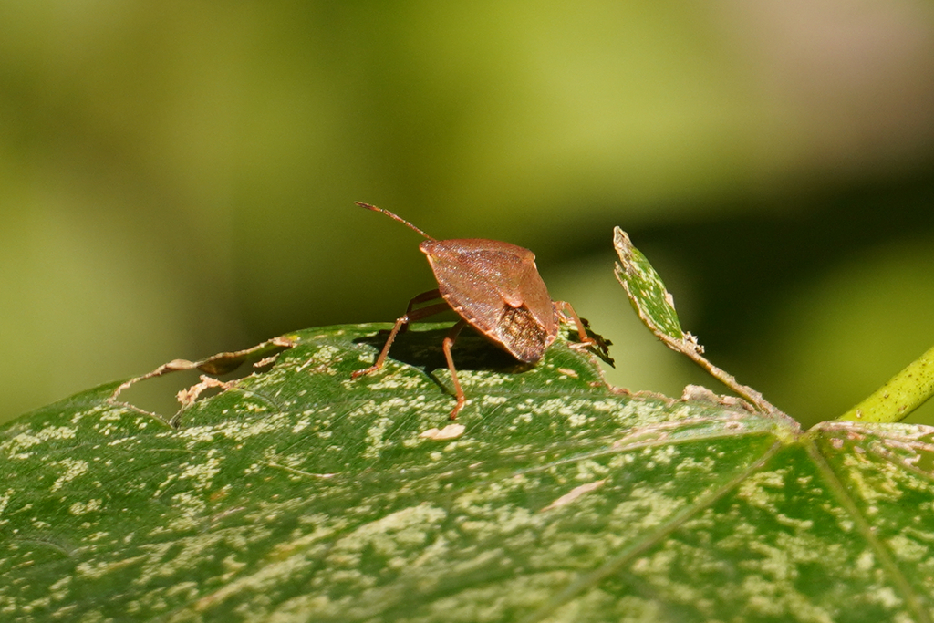 Green Shield Bug from 04 Leipzig-Alt-West, Germany on October 17, 2023 ...