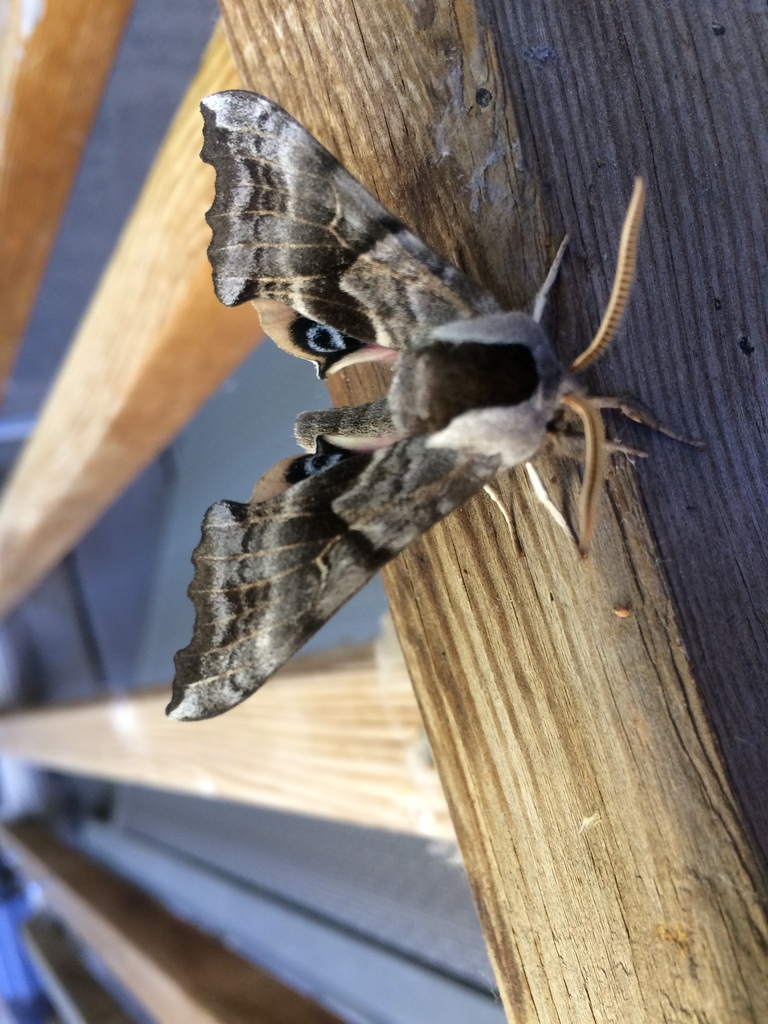 One-eyed Sphinx from Ponoka County, AB, Canada on June 18, 2018 at 10: ...