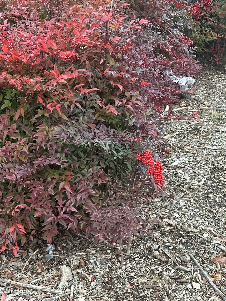 Heavenly bamboo from Duke University - Main Campus, Durham, NC, USA on ...