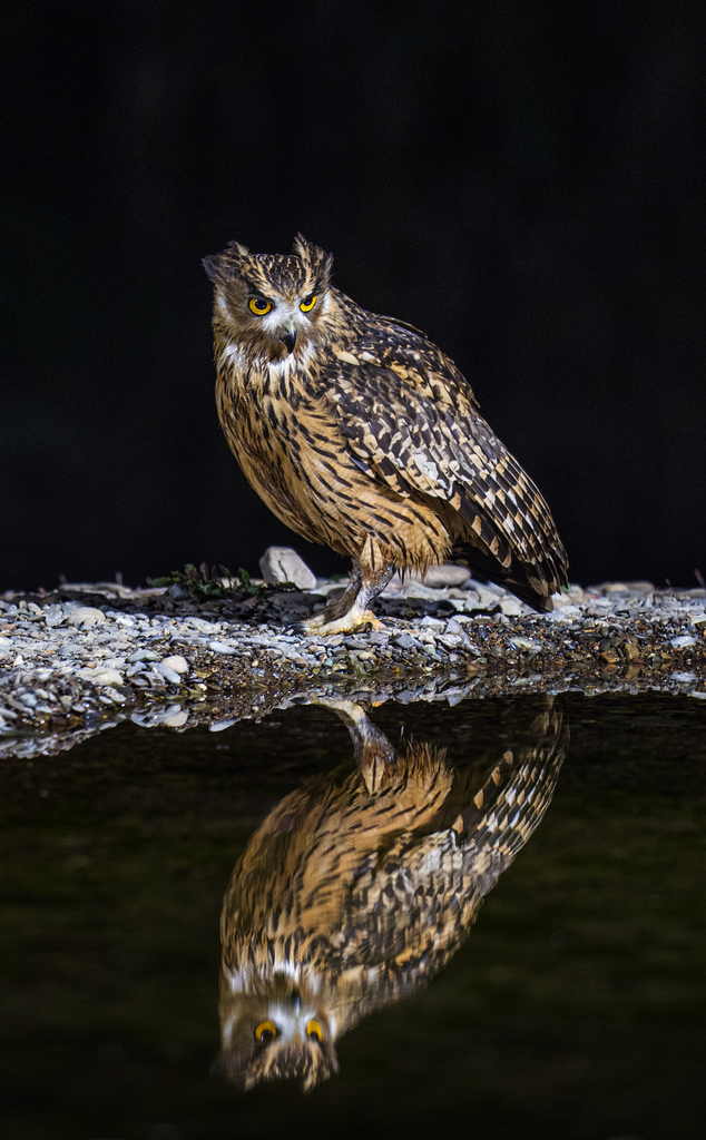 Tawny Fish-Owl from 中国江西省九江市 on March 4, 2023 at 05:16 AM by haitongyu ...