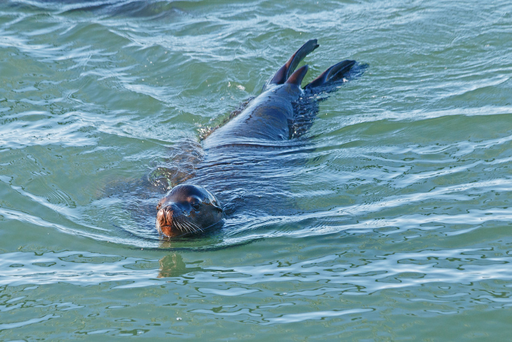 California Sea Lion from Newport, OR, USA on March 06, 2024 at 10:26 AM ...