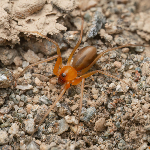 Familia Cithaeronidae · iNaturalist Mexico