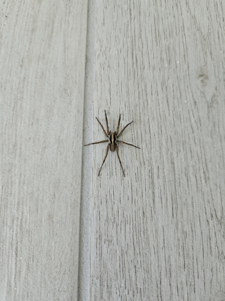 Brush-legged Spiders from San Marcos, TX, USA on March 11, 2024 at 01: ...