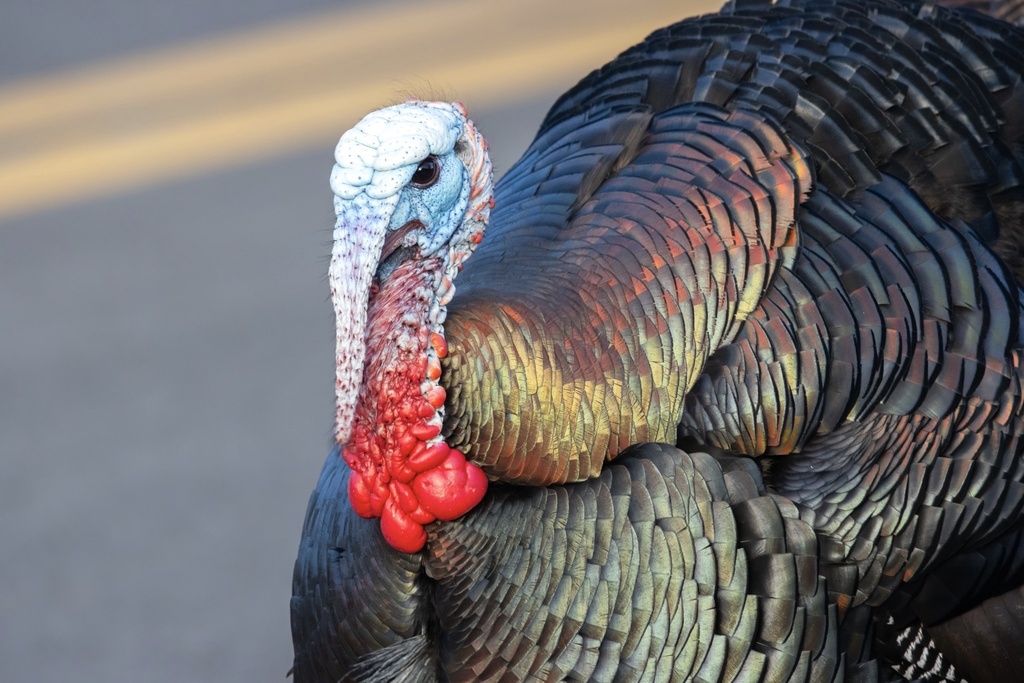 Wild Turkey from Old Hwy 80, Boulevard, CA, US on March 10, 2024 at 07: ...