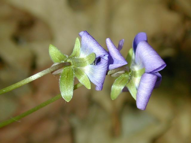 wavy-leaved violet from John Burroughs / Black Creek, Floyd Ackert Rd ...