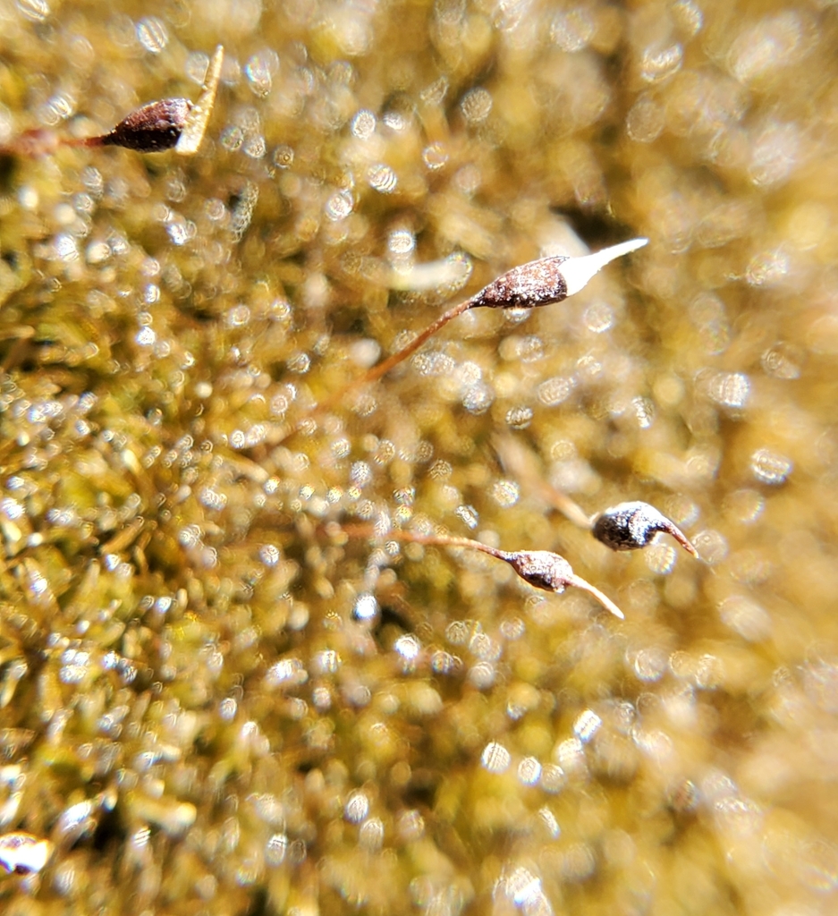 mosses from Highland Park, St Paul, MN, USA on March 09, 2024 at 11:48 ...