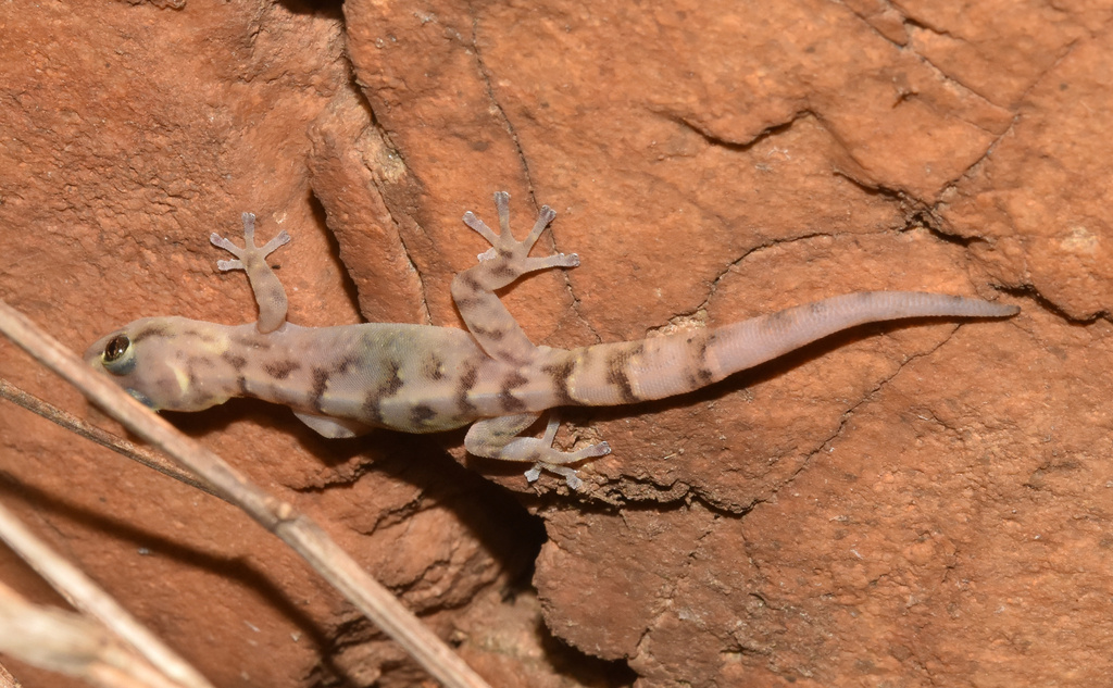 Pongola Rock Gecko from Track 1, KZN, ZA on March 9, 2024 at 08:31 PM ...