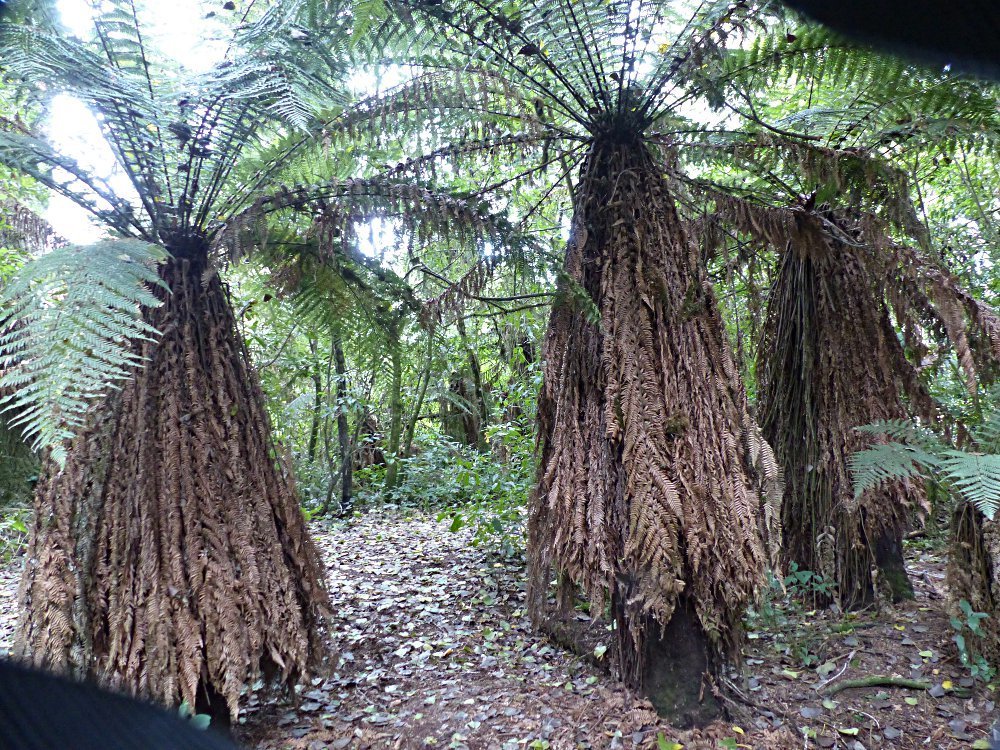 golden tree fern from Manunui, New Zealand on March 29, 2019 at 05:07 ...