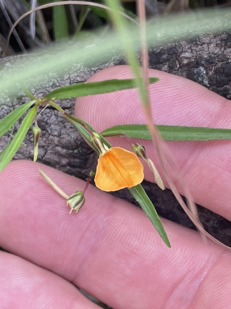 spade flower from Main Range National Park, Tarome, QLD, AU on March 10 ...