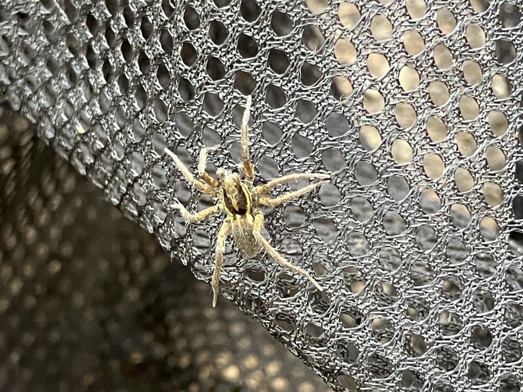 Wolf Spiders from Wood Lake Nature Center, Richfield, MN, US on March ...
