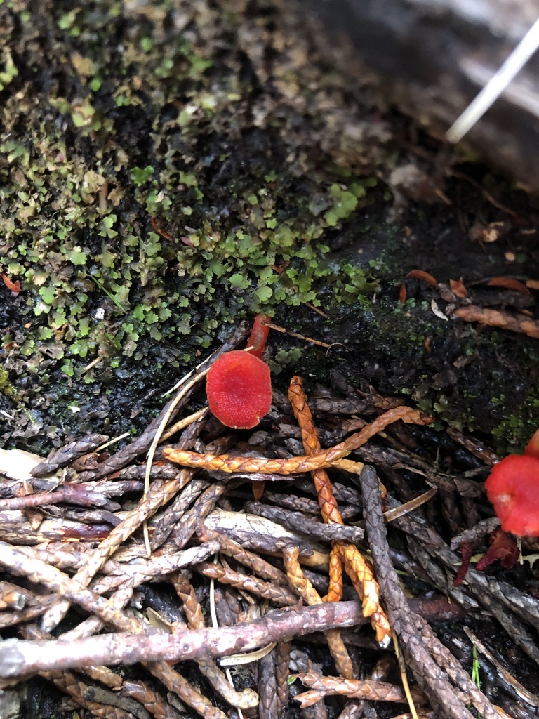 Vermilion Waxcap from Cradle Mountain-Lake St Clair National Park, Lake ...