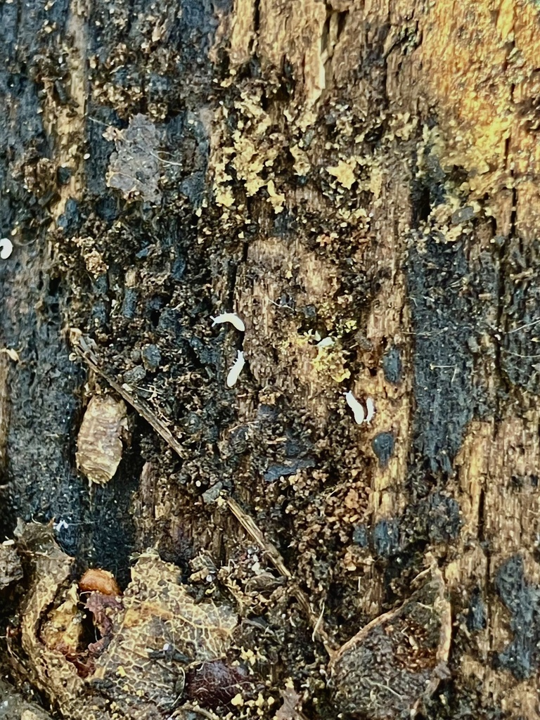 Smooth Springtails from Wood Lake Nature Center, Richfield, MN, US on ...