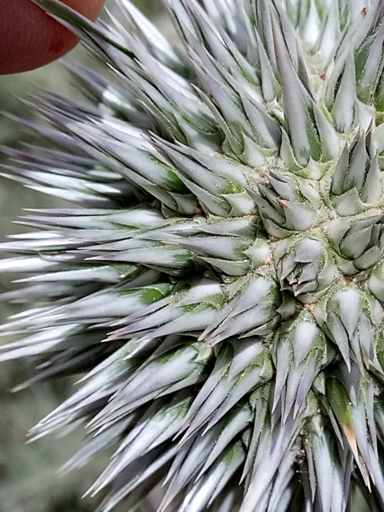 Echinops spinosissimus from Tilatou, Algérie on April 22, 2019 at 01:49 ...