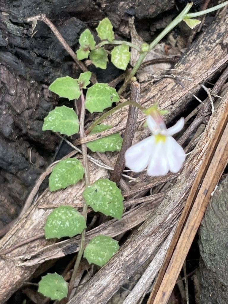 White Root from Main Range National Park, Tarome, QLD, AU on March 10 ...