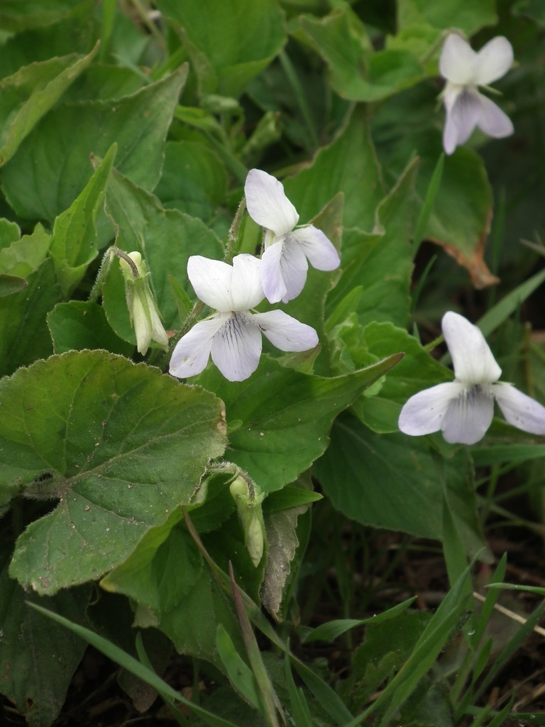 Long-stem violet from 中国山东省青岛市崂山区 on May 18, 2019 at 03:03 PM by ...