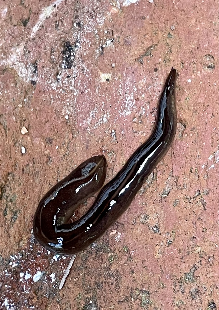 New Guinea Flatworm from Cow Key, Key West, FL, US on March 11, 2024 at ...