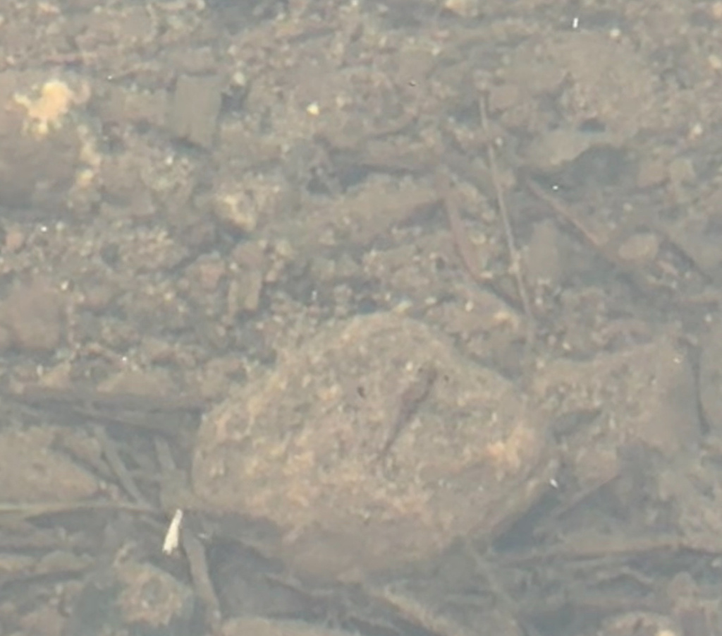 Eubranchipus from West Tiger Mountain Nrca, Issaquah, WA, US on March ...