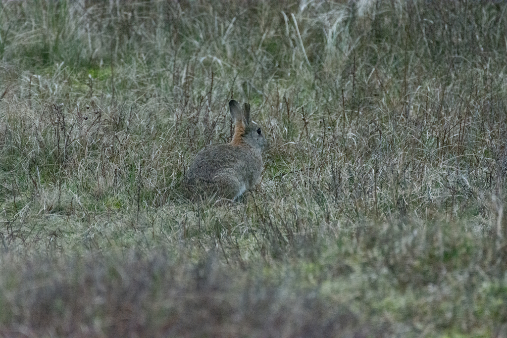 European Rabbit from De Koog, Nederland on March 11, 2024 at 05:46 PM ...
