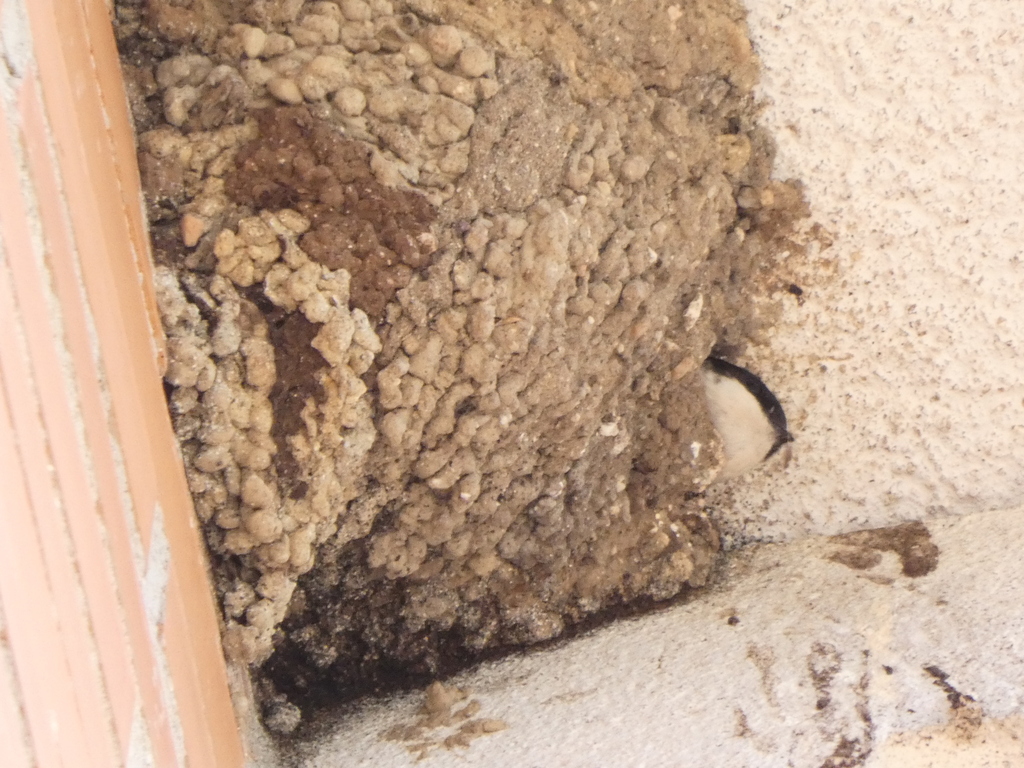Western house-martin from 05400 La Parra, Ávila, España on March 11 ...