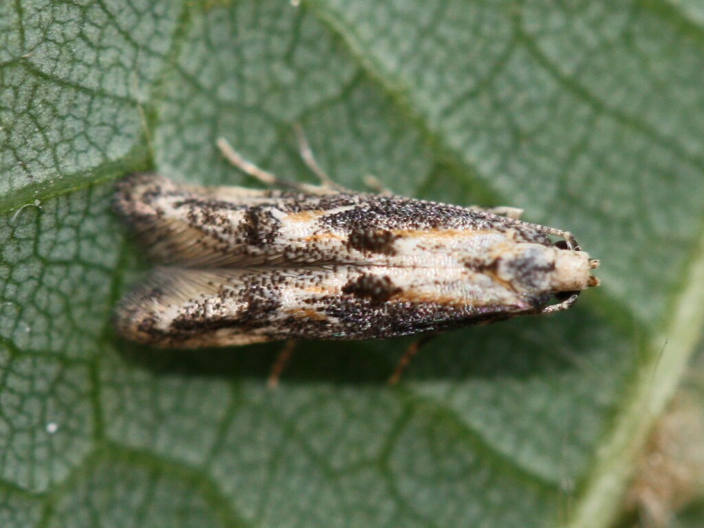 Apple Pith Moth from Юго-Западный административный округ, Москва ...