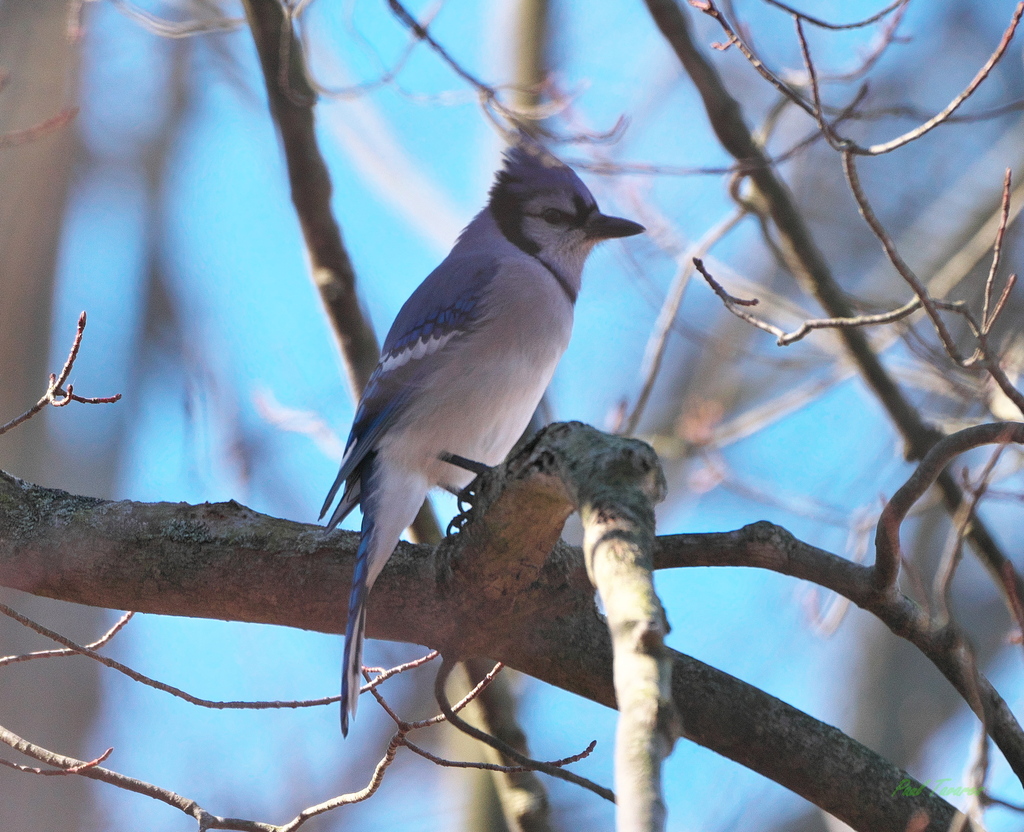 Blue Jay from Hendrie Valley Nature Sanctuary, Burlington, ON, Canada ...