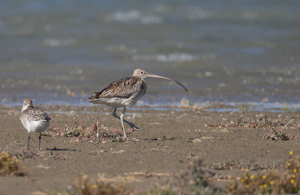 Far Eastern Curlew in February 2024 by Ben Ackerley · iNaturalist