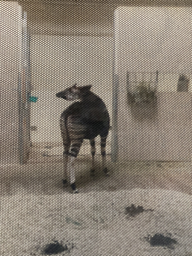 Okapi in March 2024 by Matthew Inabinett. Maryland Zoo · iNaturalist
