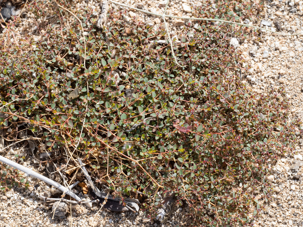 smallseed sandmat from San Diego County, CA, USA on March 9, 2024 at 10 ...