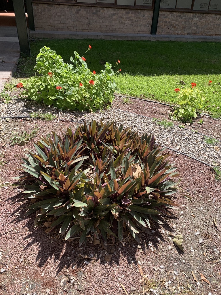 Purple heart from Escuela Carlos Pereyra, Torreón, Coah., MX on March ...