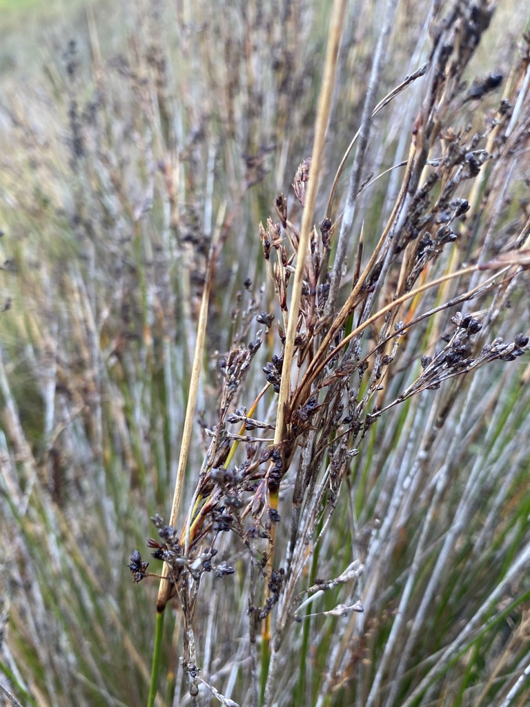 Sea Rush from Te Ika-a-Māui/North Island, Foxton, Manawatū-Whanganui ...