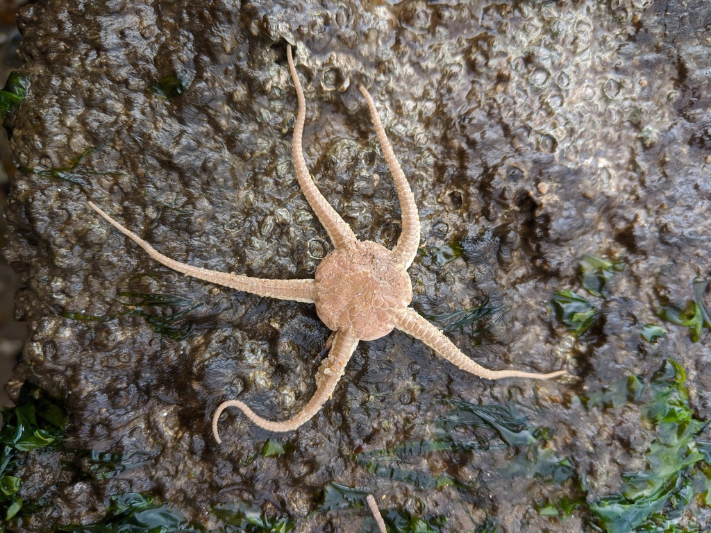 Serpent Star from Suffolk, England, United Kingdom on April 1, 2020 at ...