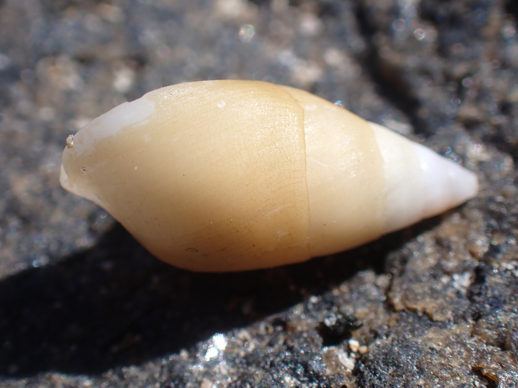 yellow-coated clusterwink from Kioloa NSW 2539, Australia on March 10 ...