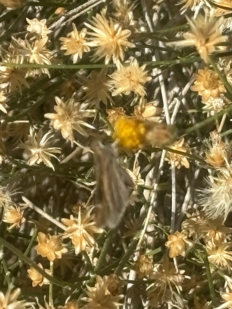 Wandering Skipper from Loreto, Baja California Sur, Mexico on February ...