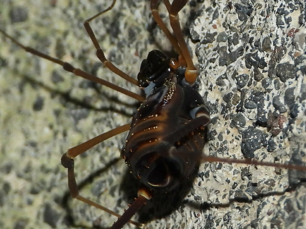 Sadocus asperatus from Concepción, Bío Bío, Chile on March 3, 2024 at ...