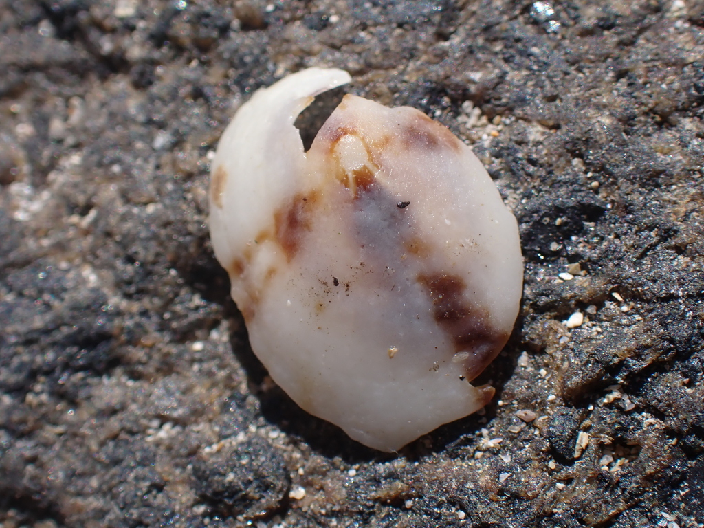 Patelloida mufria from Kioloa NSW 2539, Australia on March 10, 2024 at 10:03 AM by drmattnimbs ...