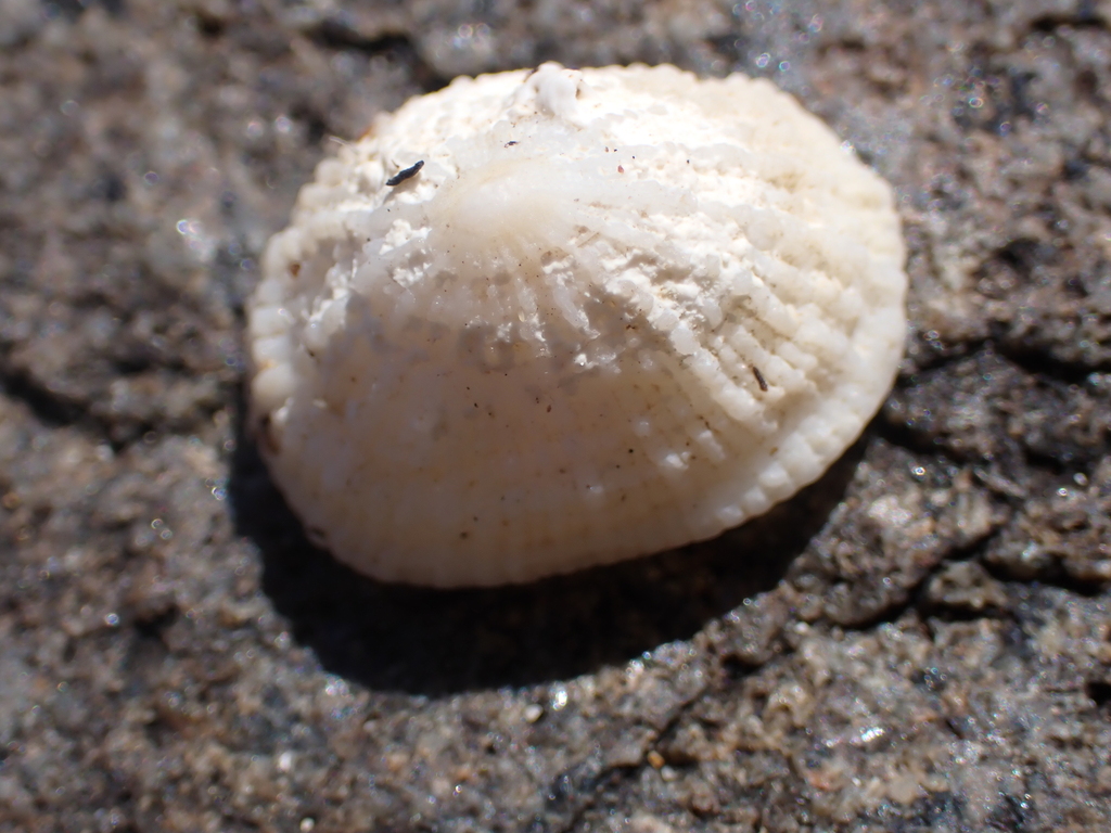 Cap-shaped False Limpet from Kioloa NSW 2539, Australia on March 10 ...