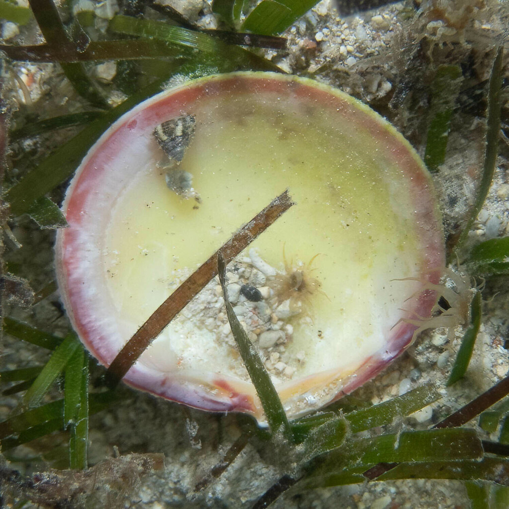 Codakia paytenorum from North Bay, Lord Howe Island on February 25 ...
