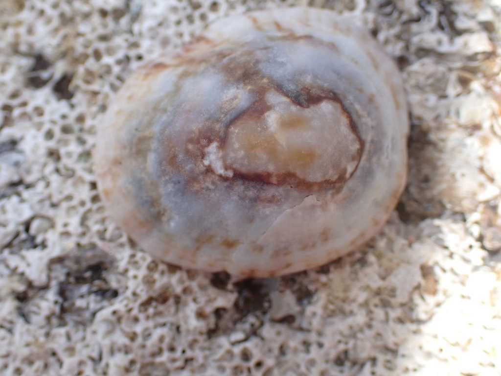 Patelloida from Shoalhaven - Pt B, AU-NS, AU on March 11, 2024 at 09:02 ...