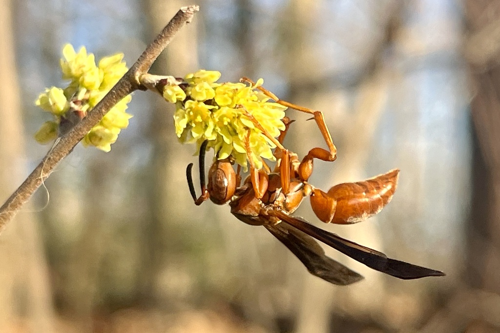 Fine-backed Red Paper Wasp from Turkey Trail, Wildwood, MO, US on March ...