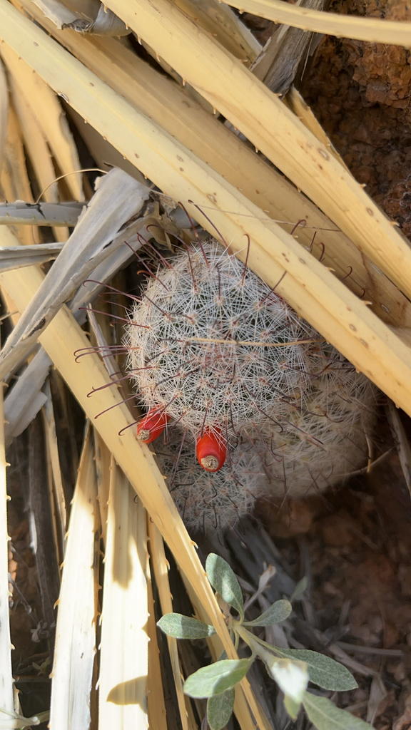 Graham's nipple cactus from Castner Range, El Paso, TX, US on March 11 ...