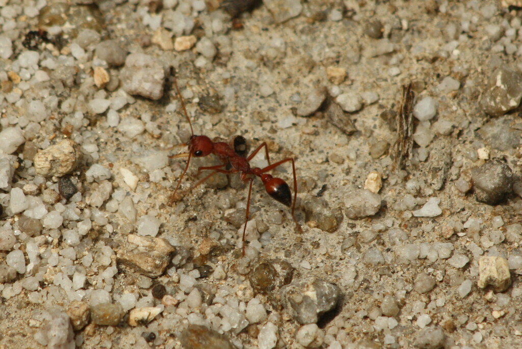 Red Bull Ant from Girraween QLD 4382, Australia on January 22, 2021 at ...