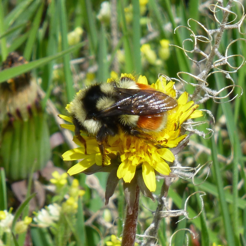 Colorado Black-notched Bumble Bee from Boulder County, CO, USA on April ...