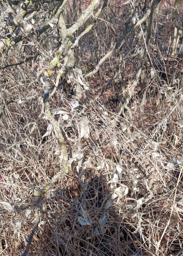 European swallow-wort from Markham, ON, Canada on March 11, 2024 at 10: ...