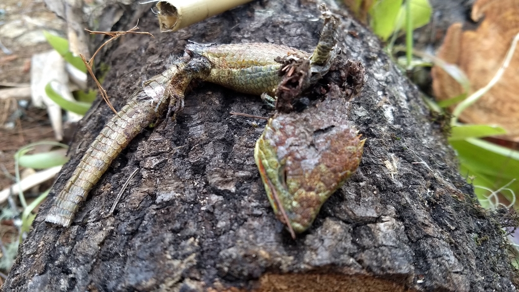 Red-lipped Arboreal Alligator Lizard in April 2019 by Diego Manzano ...