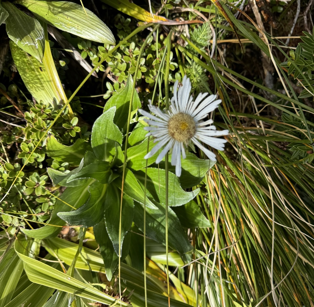 Mountain Daisy from Fiordland National Park, Fiordland National Park ...