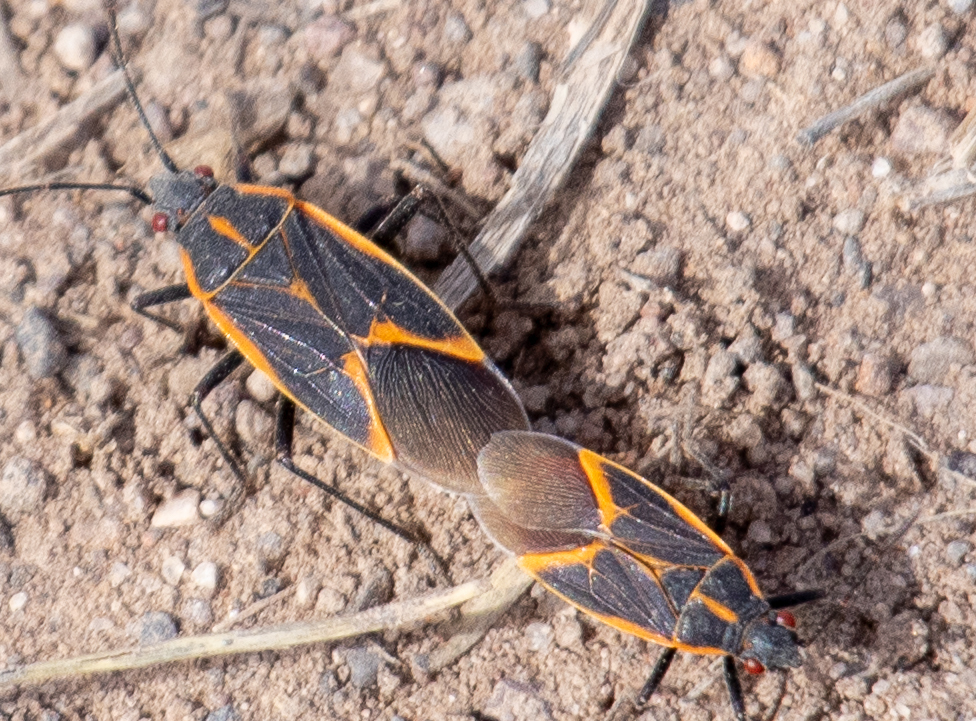 Eastern Boxelder Bug from Grant County, NM, USA on March 11, 2024 at 12 ...