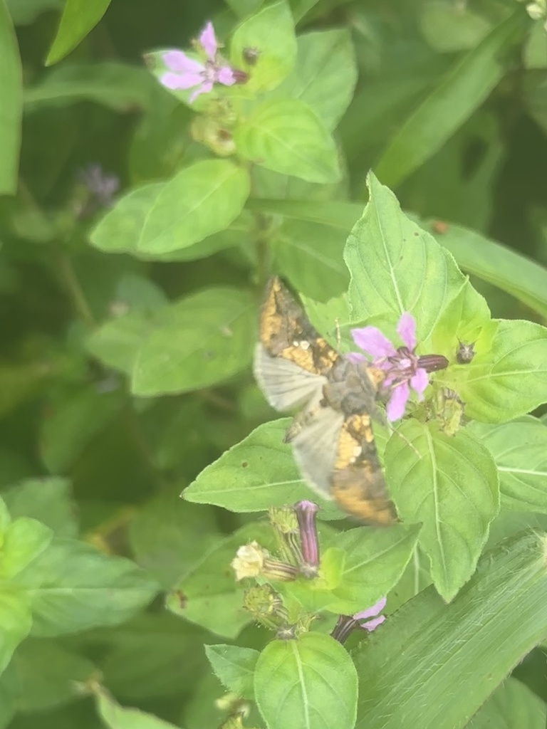 Golden Looper Moth from Parque Nacional Galápagos, San Cristobal ...