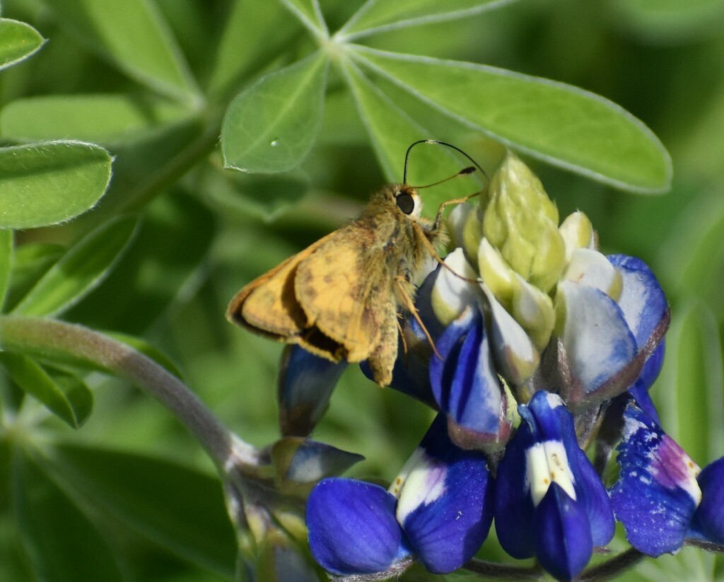Huron Sachem in March 2024 by Mike Farley. Sachem Juniper Oak Woodland ...