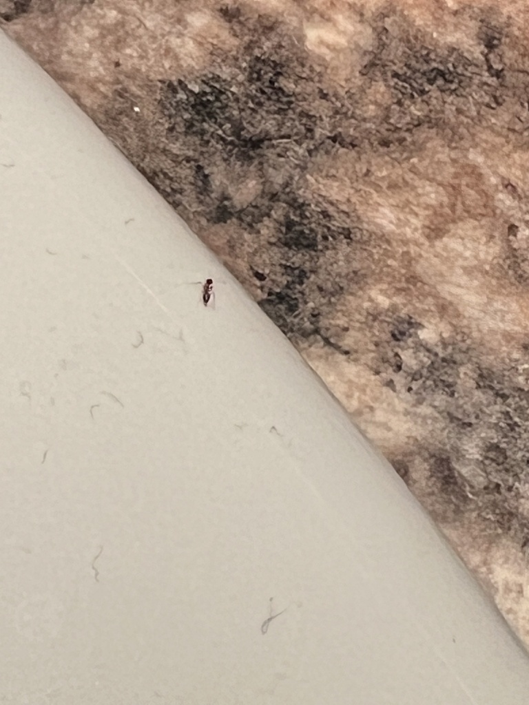 Ants from Lebon Dr, San Diego, CA, US on March 5, 2024 at 06:37 AM by ...