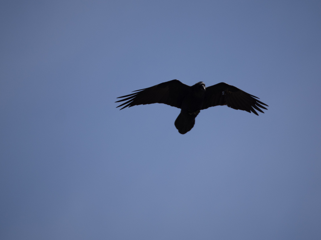 Common Raven from San Diego County, CA, USA on March 9, 2024 at 11:50 ...